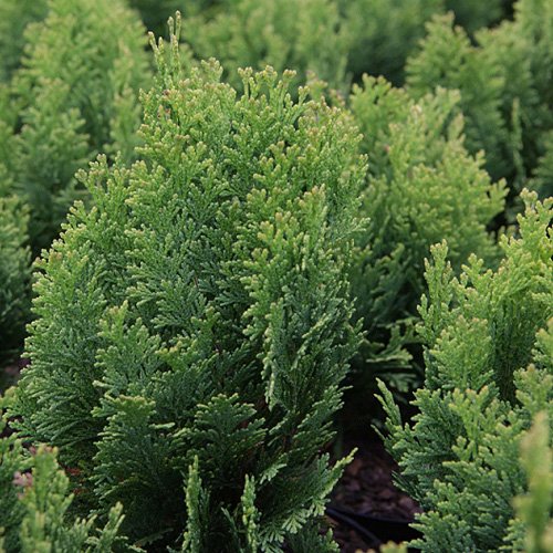 Lawson Cypress, Chamaecyparis lawsoniana